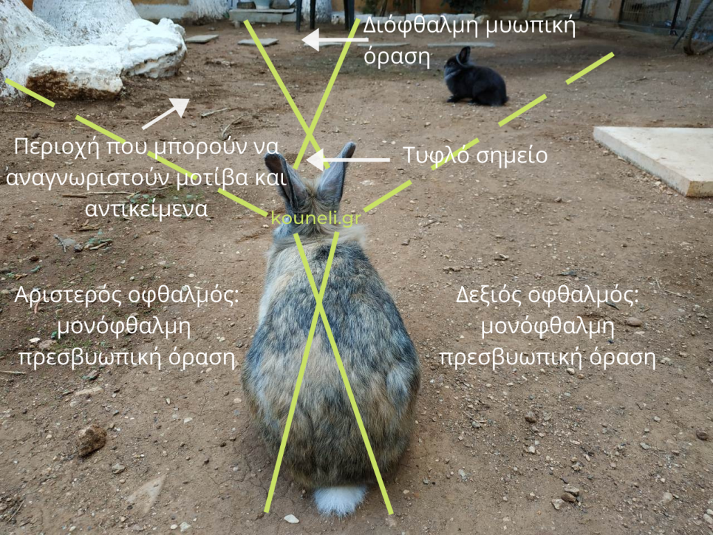 Όραση στα κουνέλια, πως μας βλέπουν; – Κουνέλι